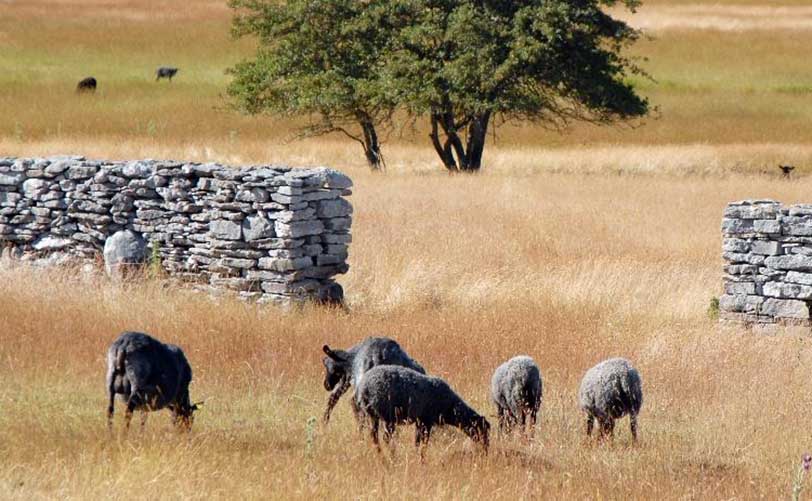 Visby kryssning | Birka Gotland